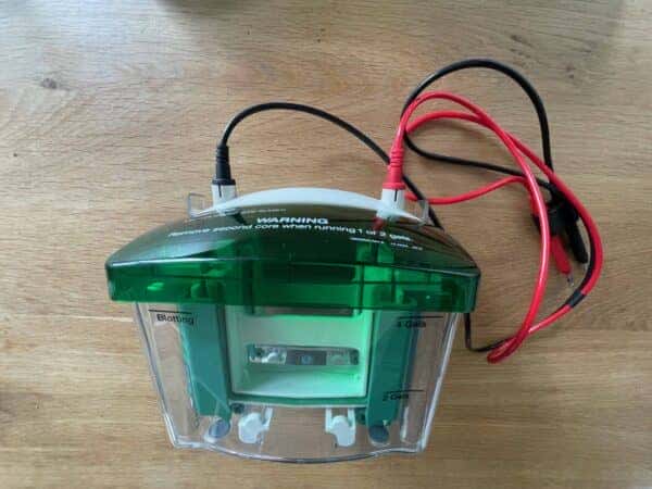 Bio-Rad Mini-PROTEAN Tetra Vertical Electrophoresis Cell - LabMakelaar ...