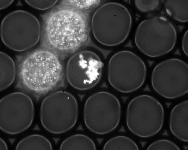 Sphere fluidics S002 (FADS) Picodroplet Single Cell Assay and Isolation ...